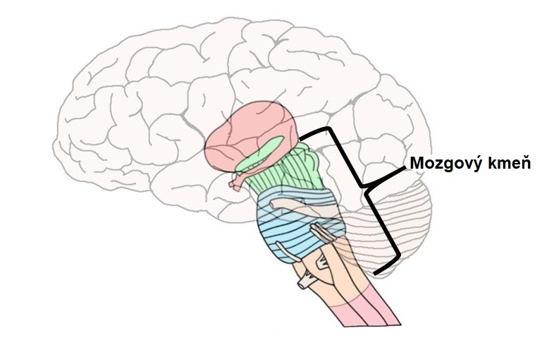 Svetový deň mozgových príhod: budúcnosť a zotavenie sa | Stannah